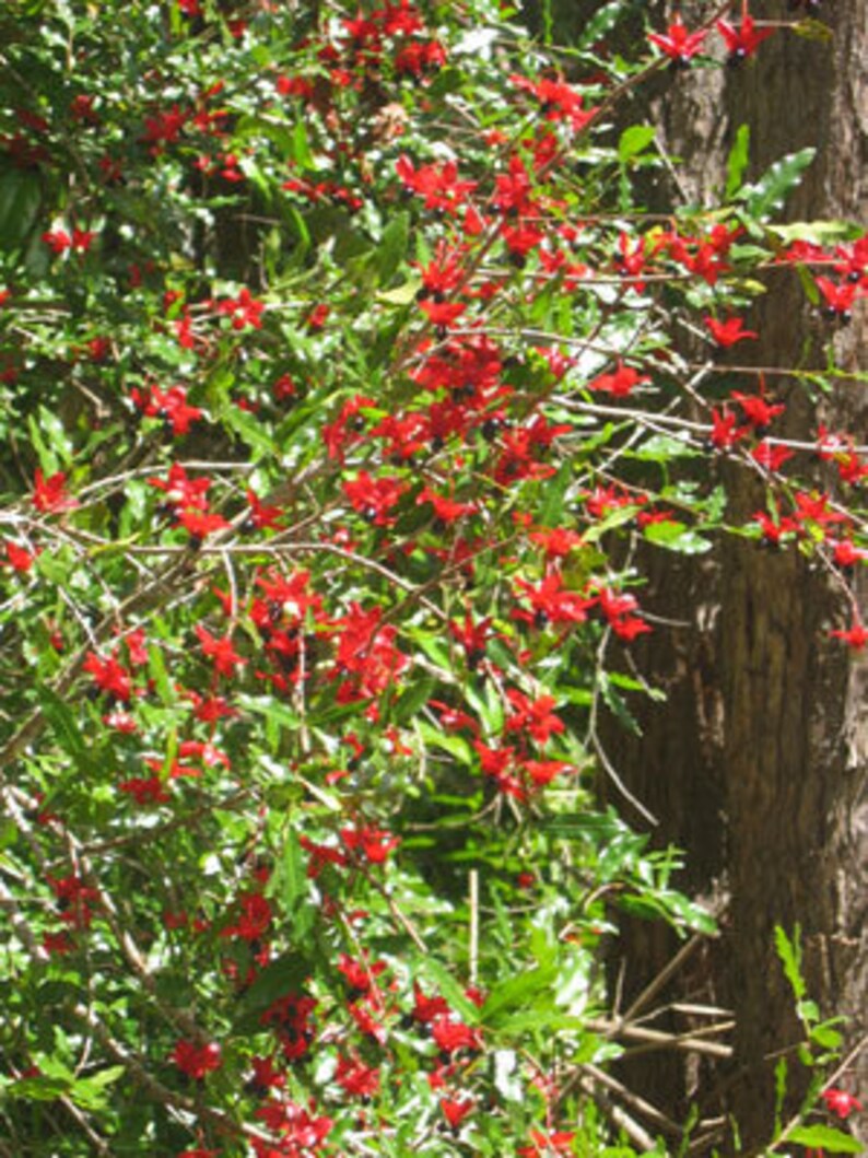 10 Seeds Ochna Serrulate or Mickey Mouse - Etsy
