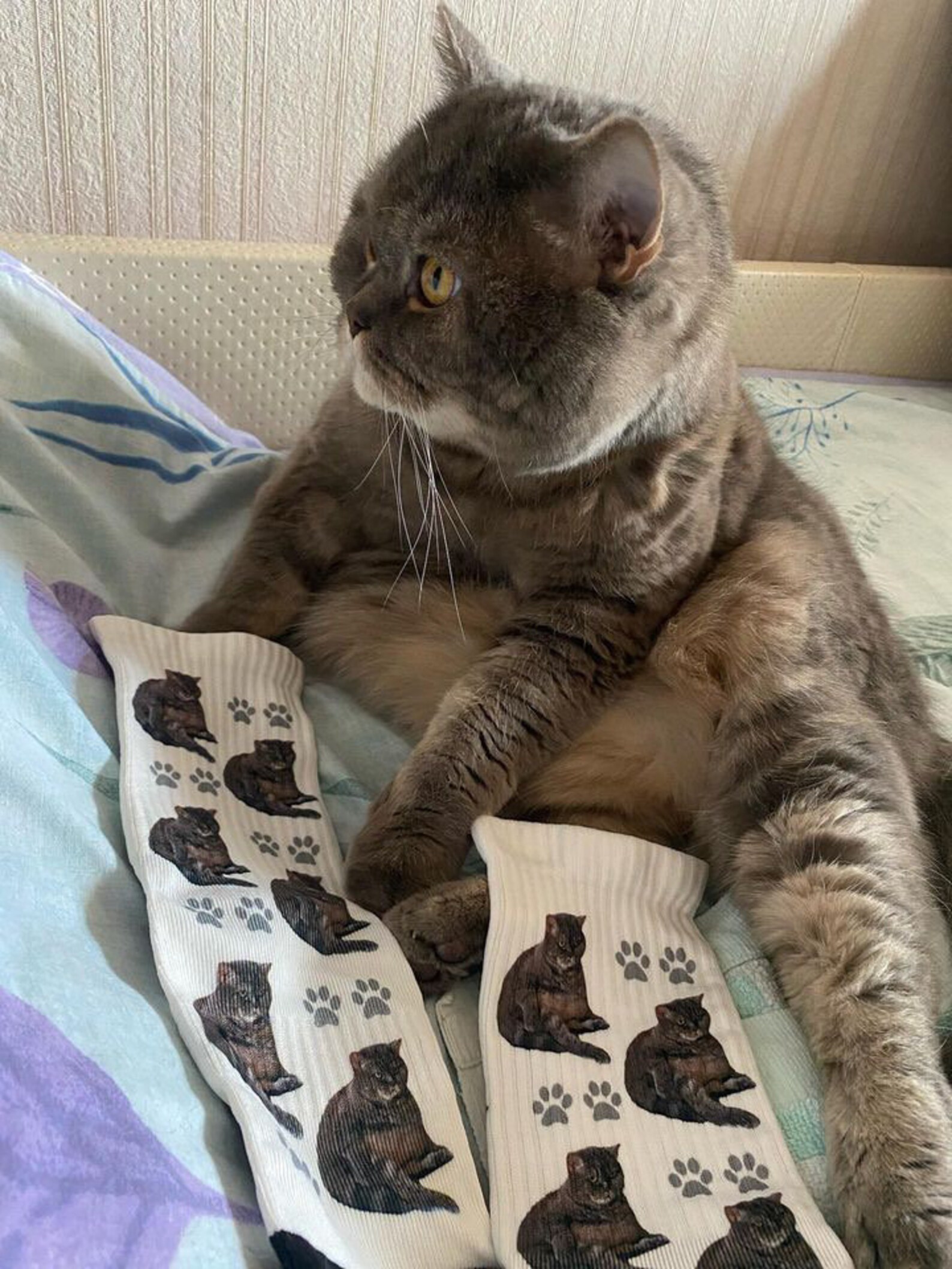 Custom Cat Face Socks, Custom Pet Photo Socks, Personalized Pet Socks ...