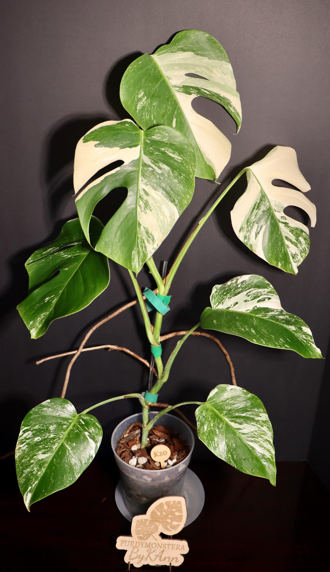 Monster Albo, Rooted in a 5 Inch Pot. This is a Larger Albo With Mature ...