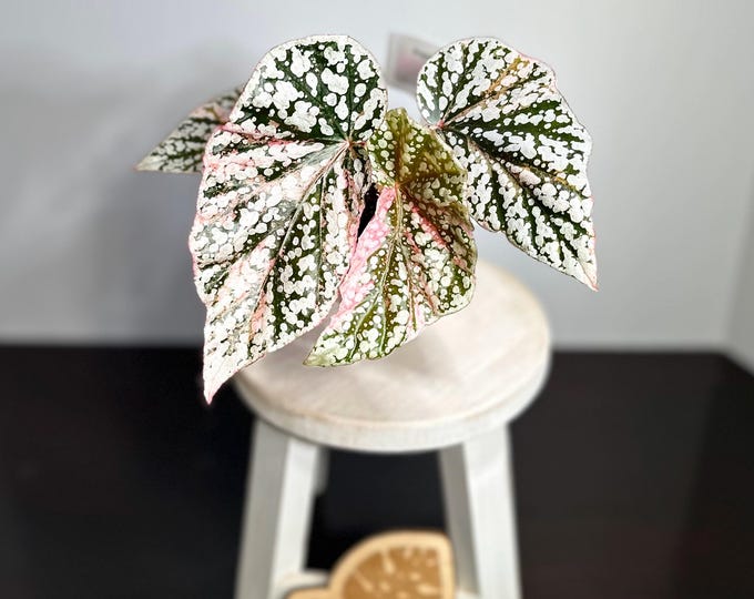 Begonia Snow Capped Variegated - Etsy