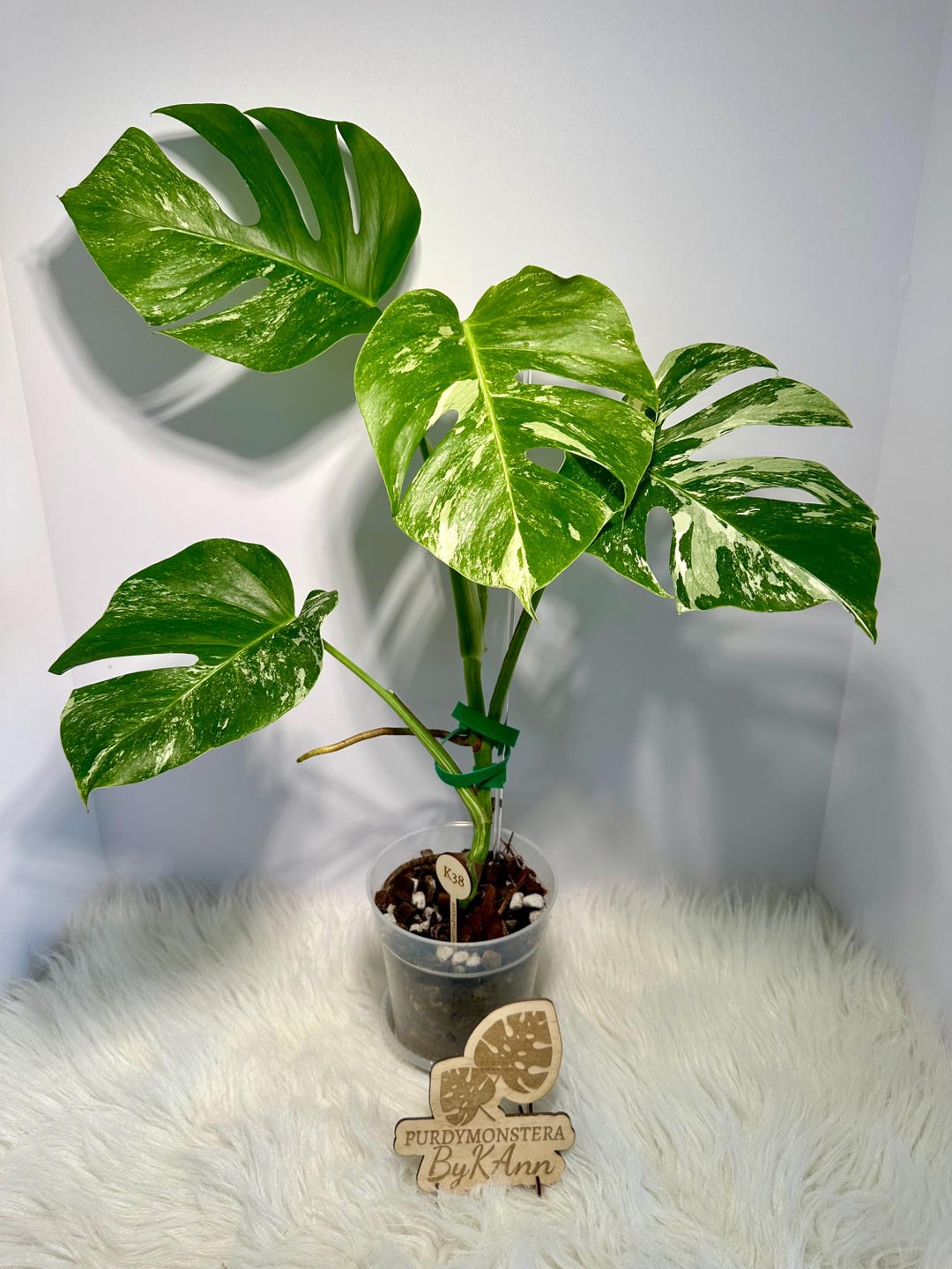 Monster Albo, Rooted in a 5 Inch Pot. Amazing Color With Fenistrations ...