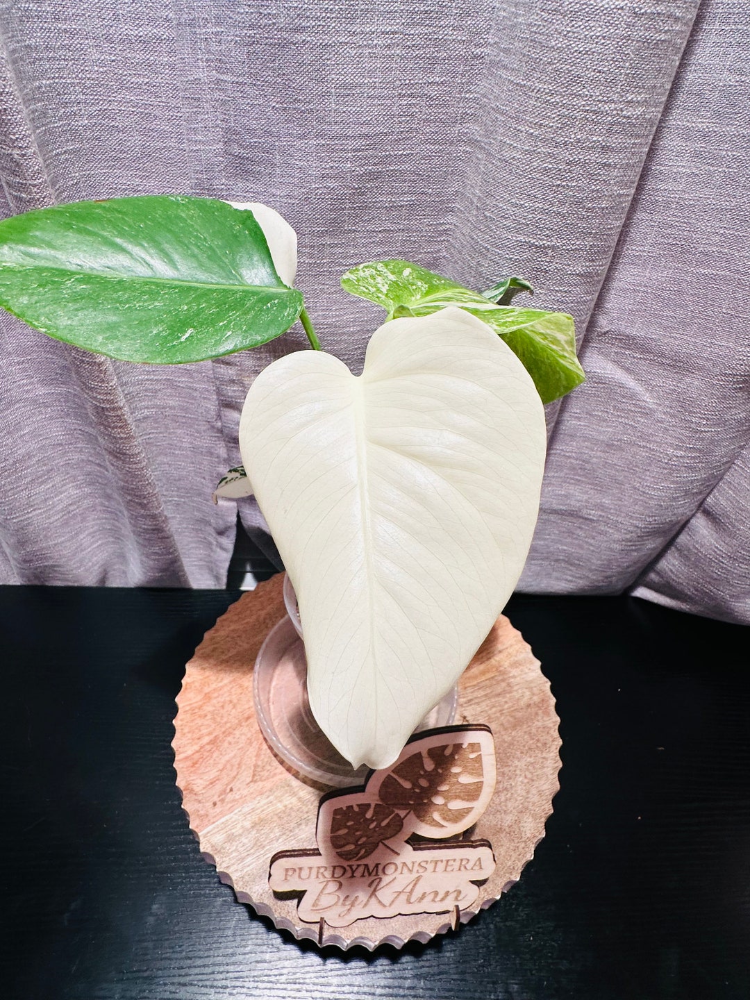 Monster Albo, Growing in 4 Inch Pot. This Little Albo Has a Full White ...