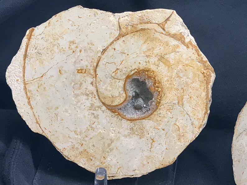 6" Texas Fossil Nautiloid, Paracymatoceras Texanum, Cut and Polished ...