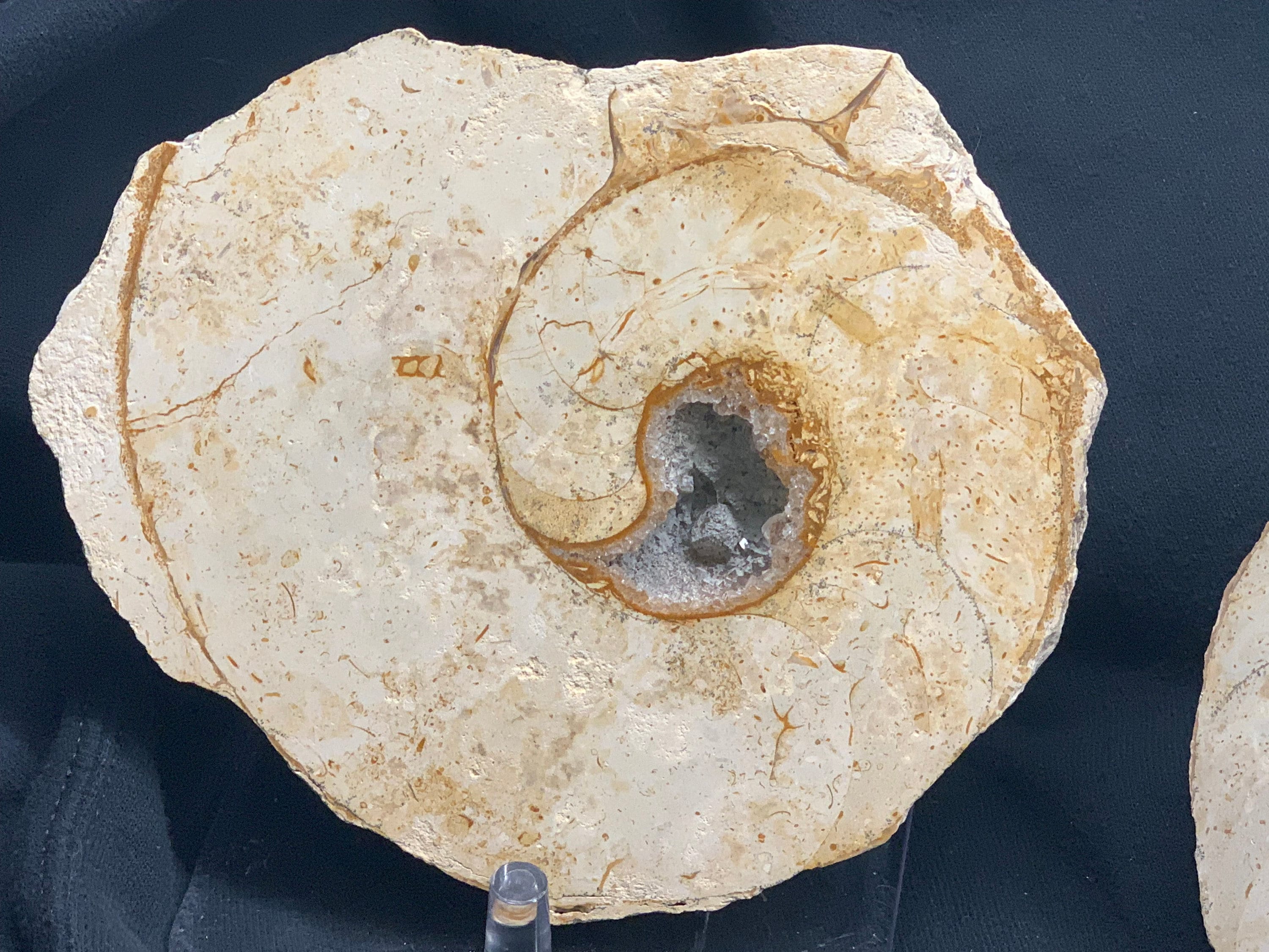 6" Texas Fossil Nautiloid, Paracymatoceras Texanum, Cut and Polished ...