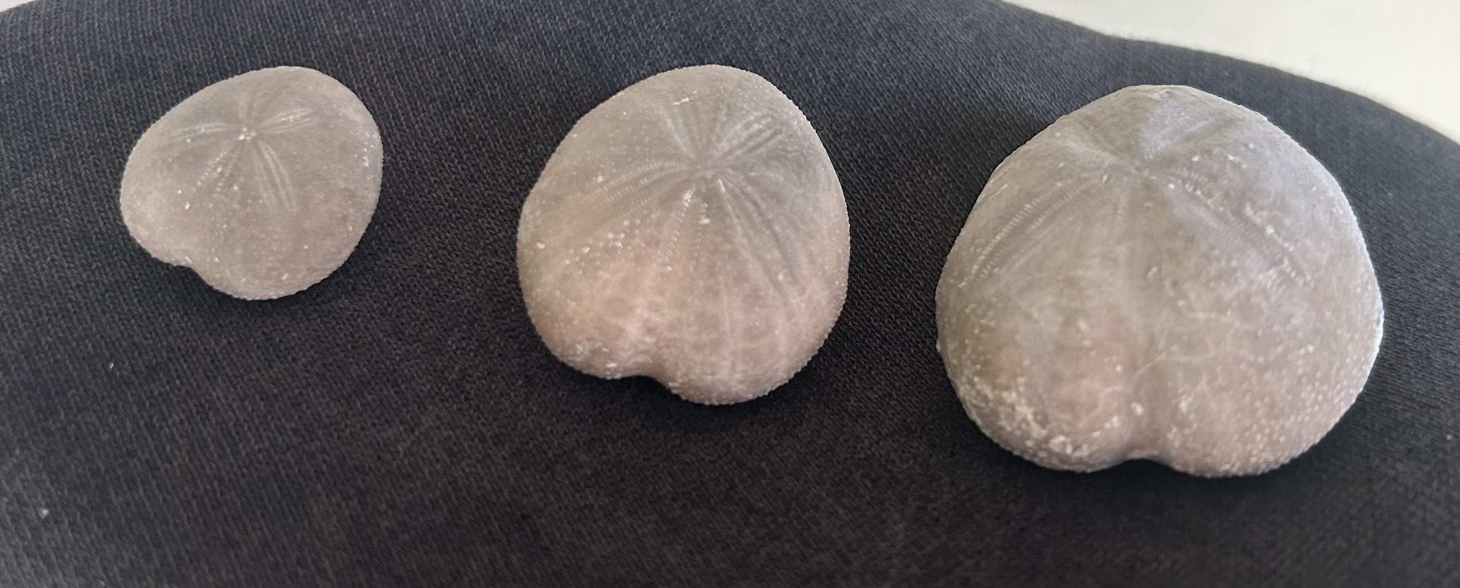 Cleaned Texas Fossil Urchin Echinoids, Hemiaster Whitei Trio, GOODLAND ...