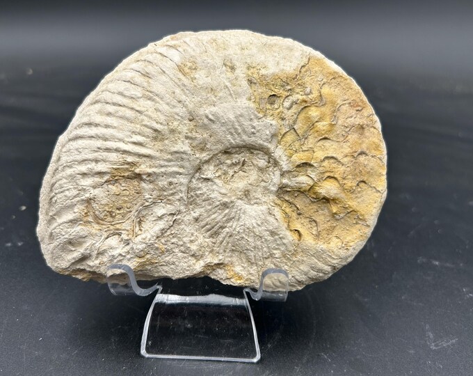 Beautiful Texas Cretaceous Dinosaur-age Fossil Ammonite, 5” Diameter ...
