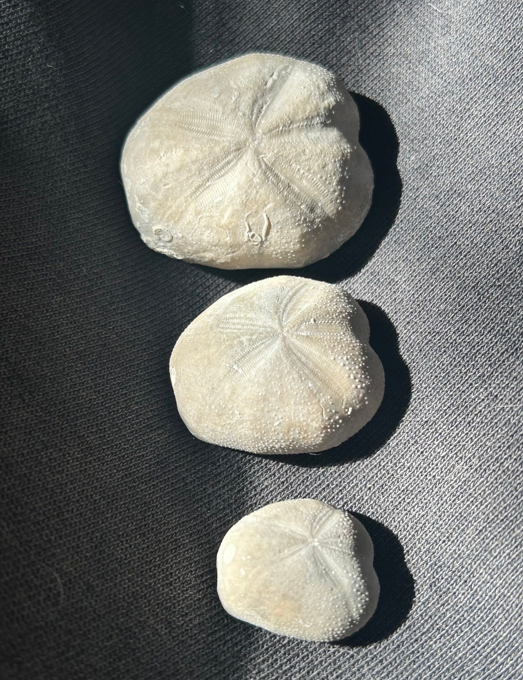 Cleaned Texas Fossil Urchin Echinoids, Hemiaster Whitei Trio, GOODLAND ...