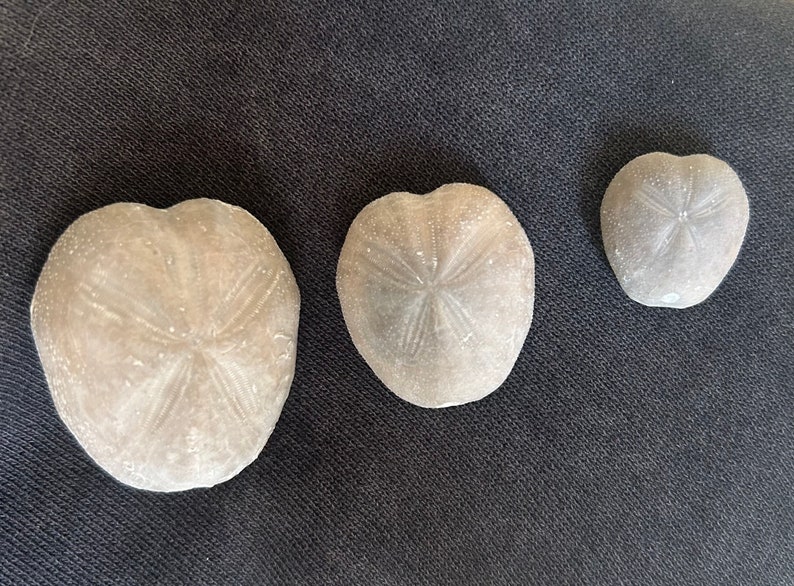 Cleaned Texas Fossil Urchin Echinoids, Hemiaster Whitei Trio, GOODLAND ...