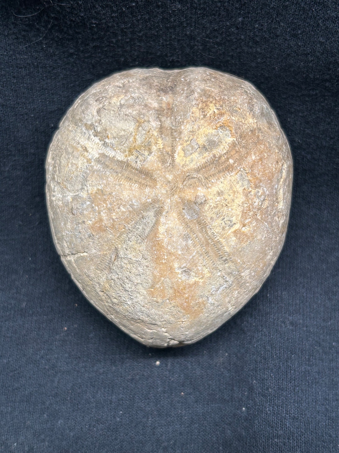 3 Macraster Sp Texas Fossil Echinoid, Cretaceous Dinosaur Age Sea ...