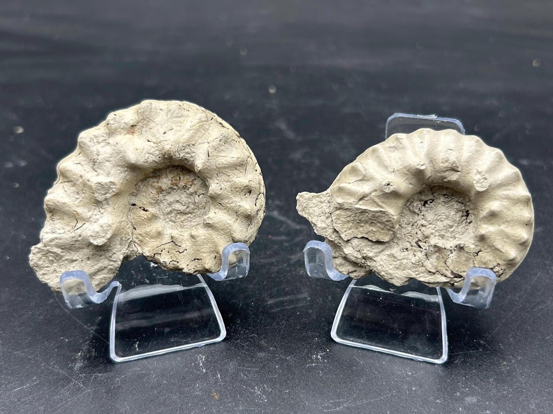 Texas Fossil Ammonite PAIR From Johnson County, Mortoniceras Arringtoni ...