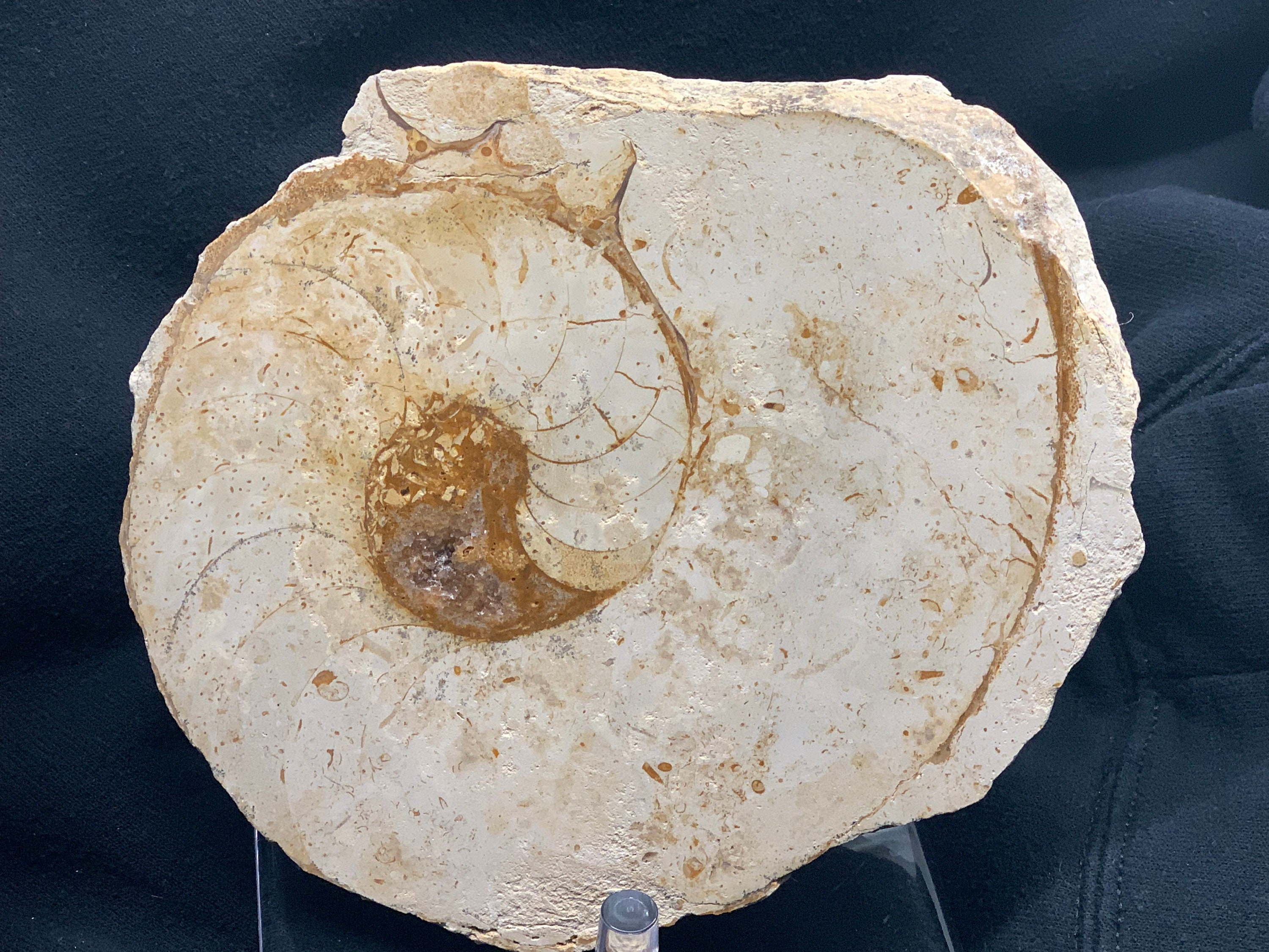 6" Texas Fossil Nautiloid, Paracymatoceras Texanum, Cut and Polished ...