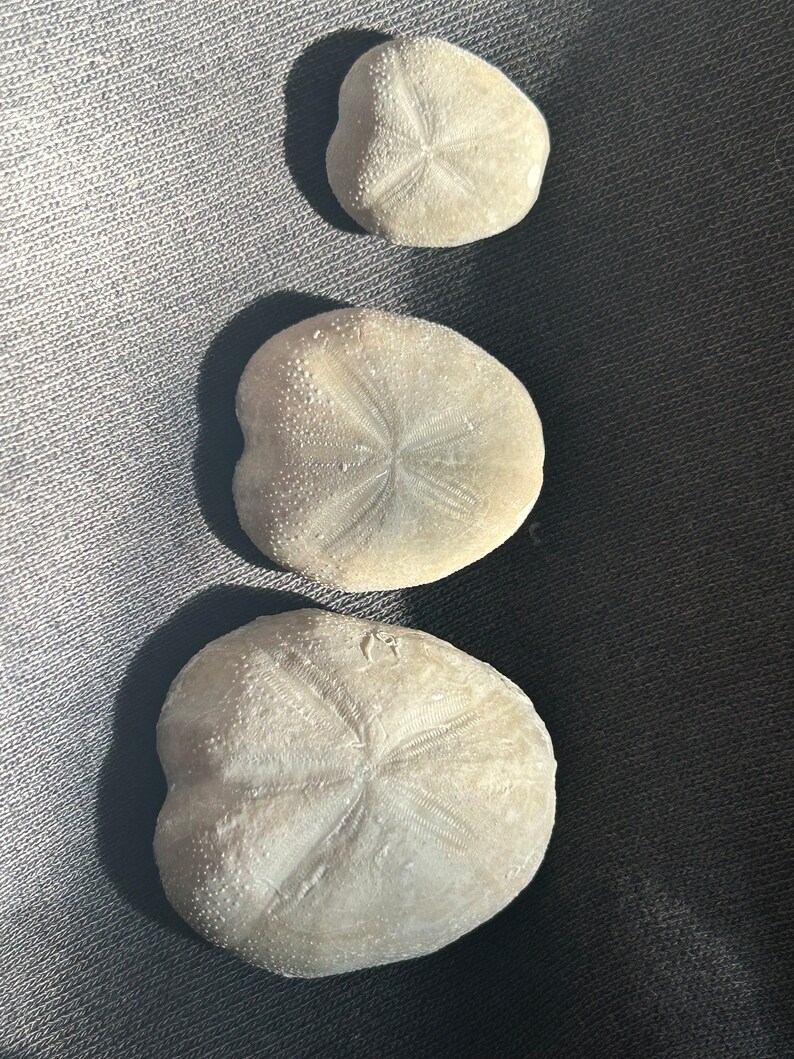 Cleaned Texas Fossil Urchin Echinoids, Hemiaster Whitei Trio, GOODLAND ...