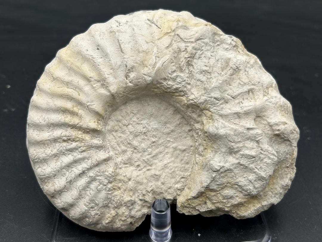 Texas Cretaceous Dinosaur Age Fossil Ammonite, Professionally Prepared ...