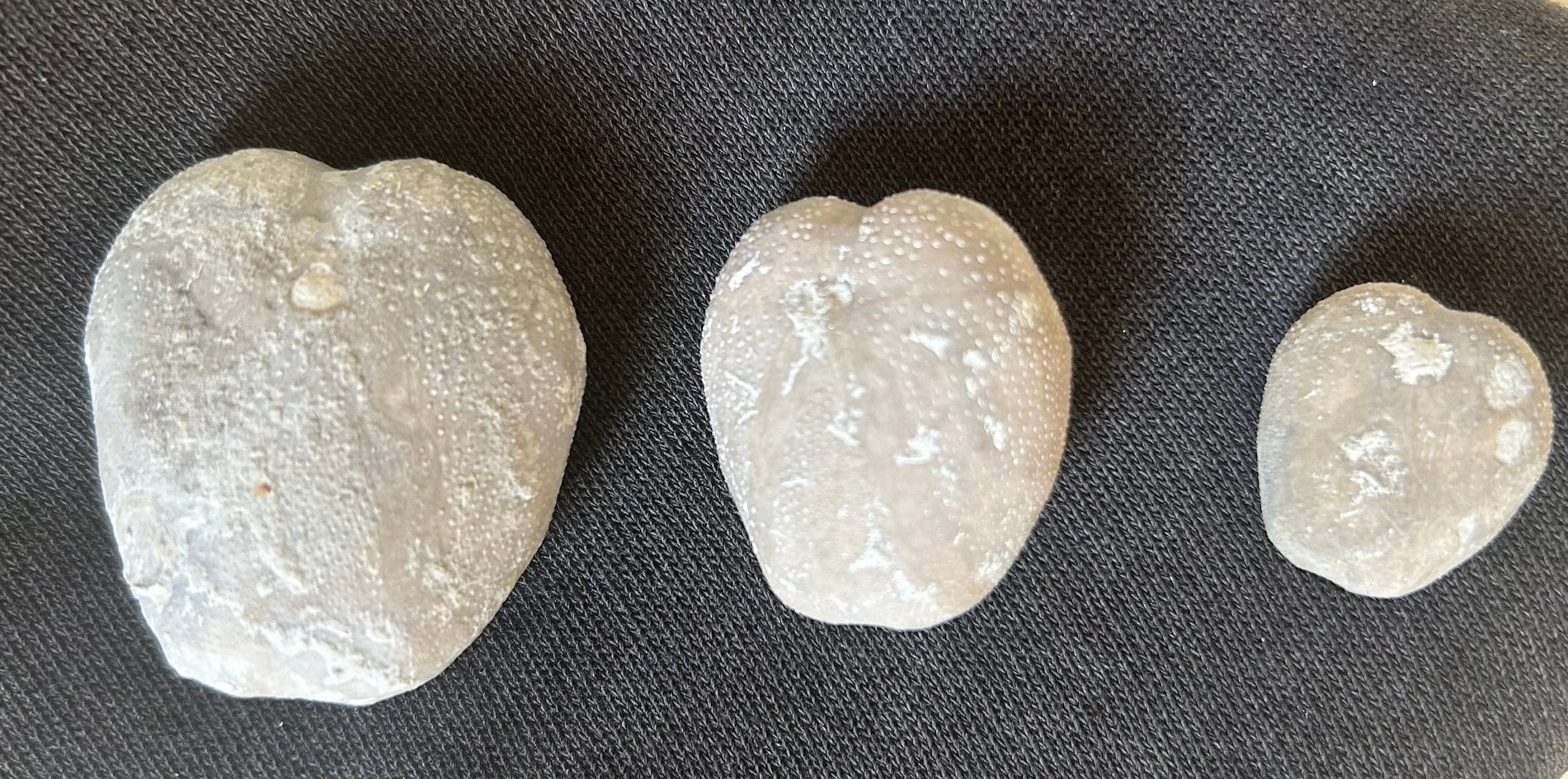 Cleaned Texas Fossil Urchin Echinoids, Hemiaster Whitei Trio, GOODLAND ...