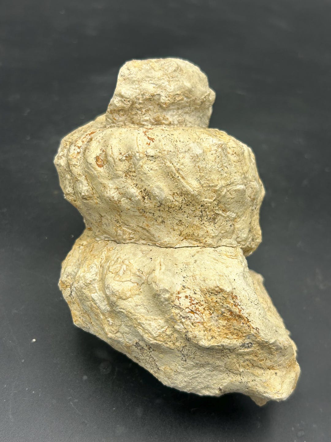 Professionally Prepared 5" Grayson/main Street Formation Texas Fossil ...