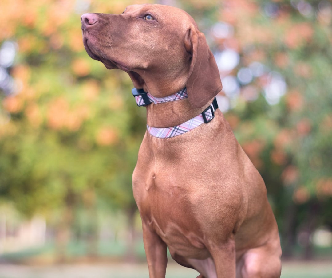 Twisted Plaid E-collar Strap | Replacement Collar Strap for Sportdog ...