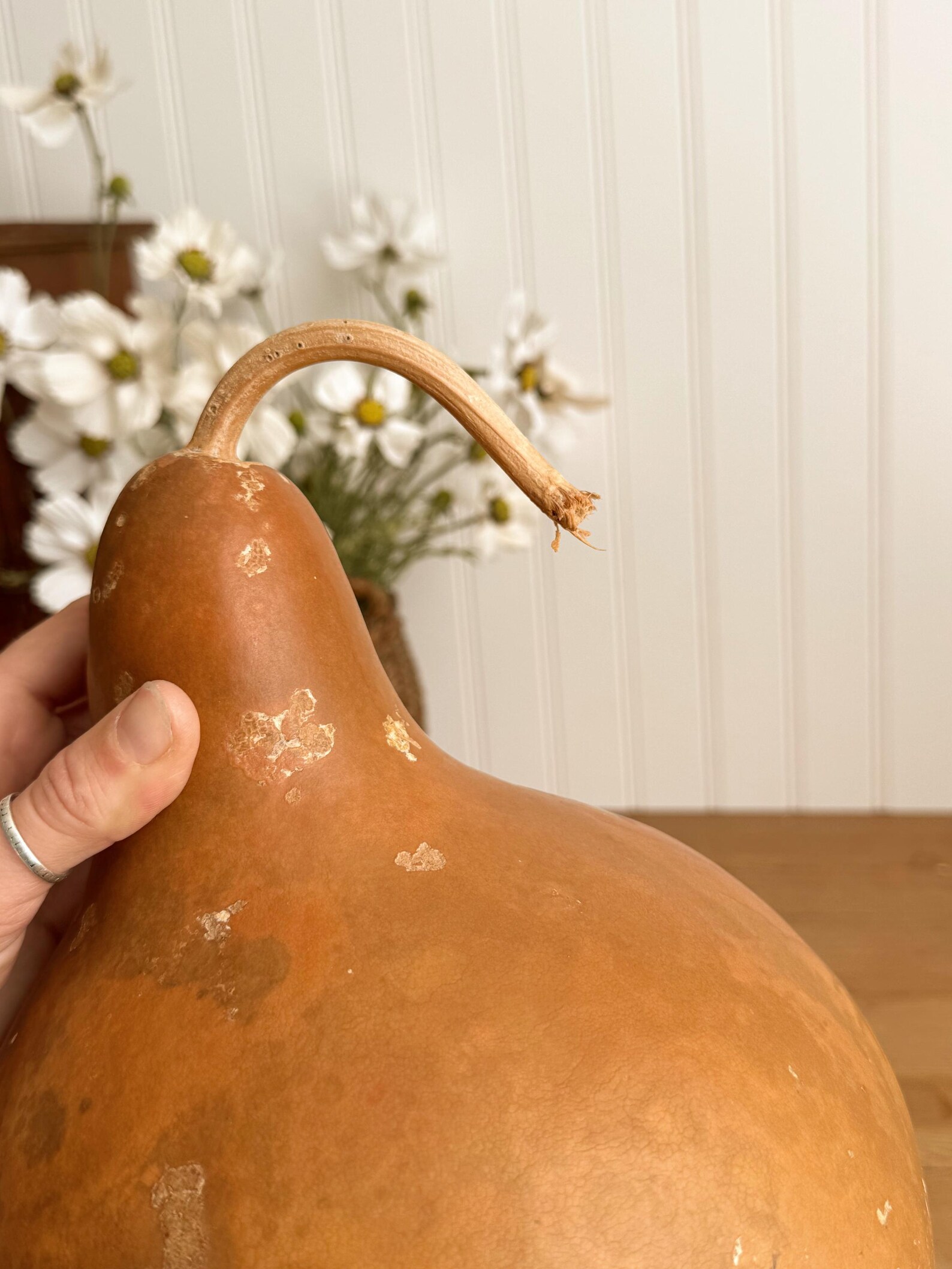 Vintage Real Dried Gourd, Fall Decor, Primitive Decor - Etsy