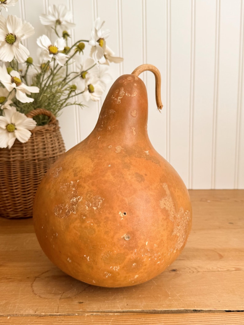 Vintage Real Dried Gourd, Fall Decor, Primitive Decor - Etsy