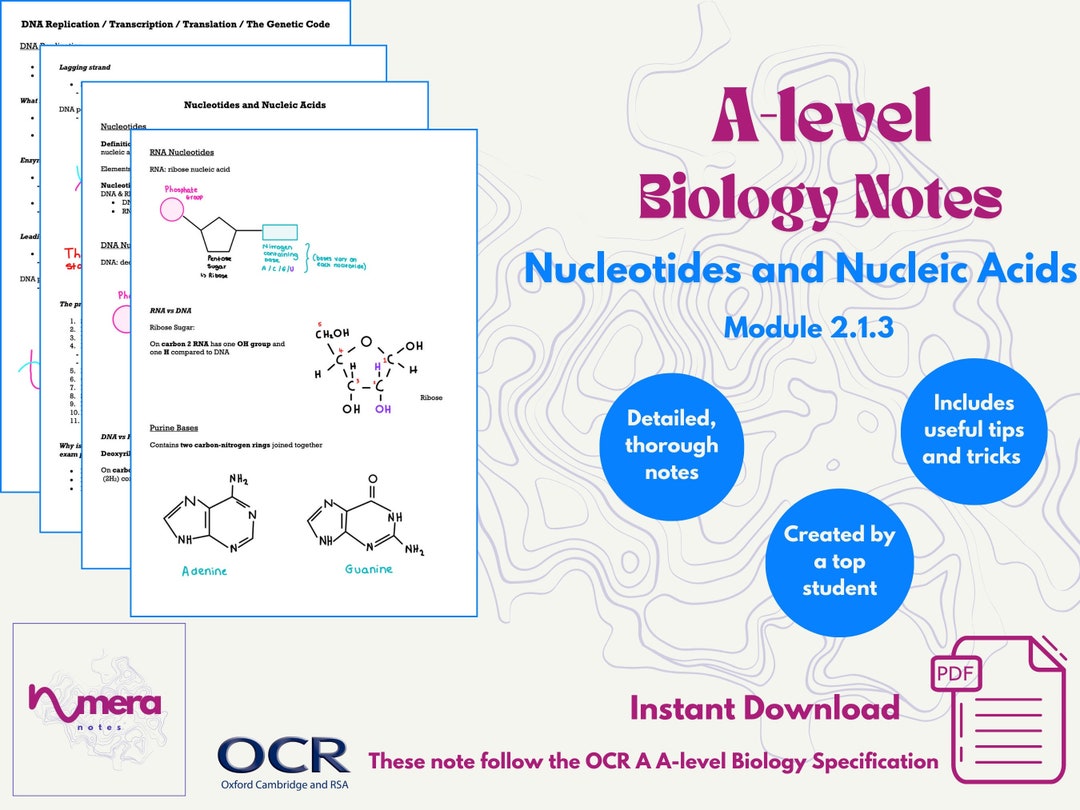 A-level OCR Biology A, Nucleotides and Nucleic Acids Detailed Study ...