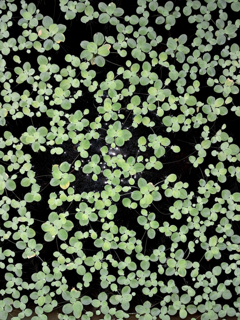 Dwarf Water Lettuce- 8 Adult Plants (medium With Offshoots), Top-quality, Fast-growing, Floating ...