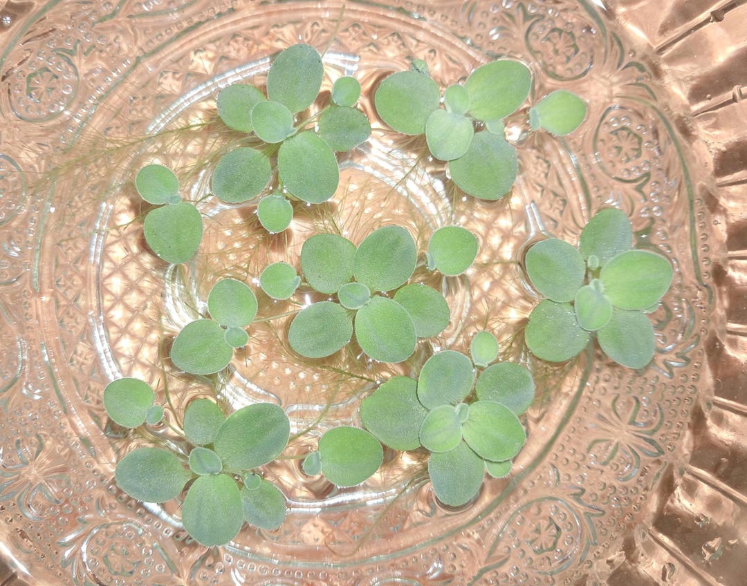 Dwarf Water Lettuce- 8 Adult Plants (medium With Offshoots), Top-quality, Fast-growing, Floating ...