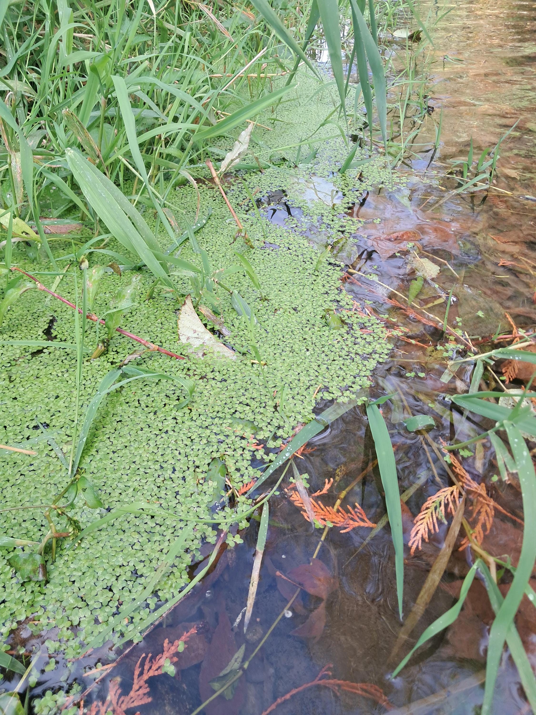 Duckweed- Micro & Large Two Types, Varied Size Mix, Fast-growing ...