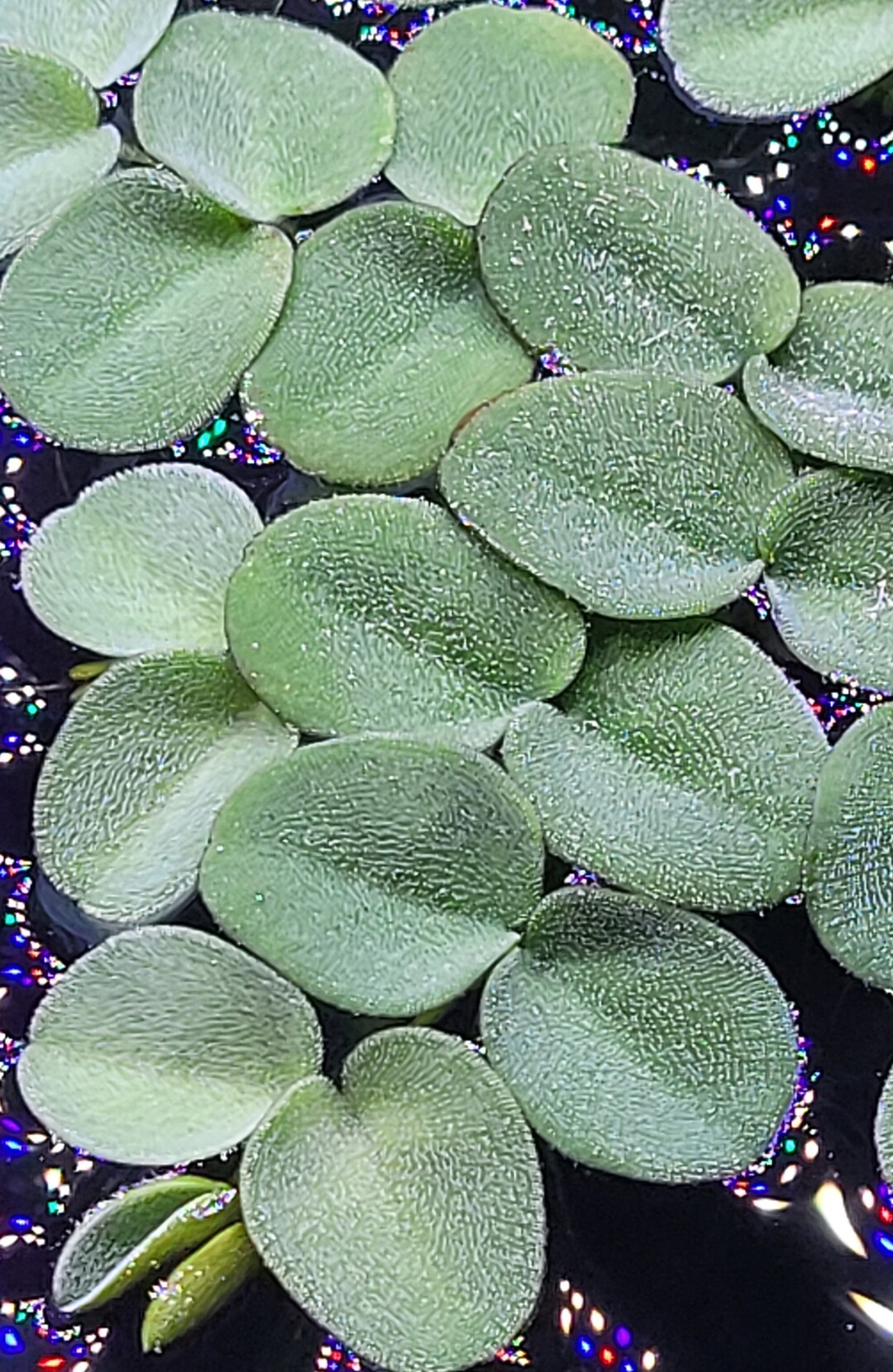 Velvet Spangles 60 Leaves, 4-6 Plants Salvinia Cucullata. - Etsy