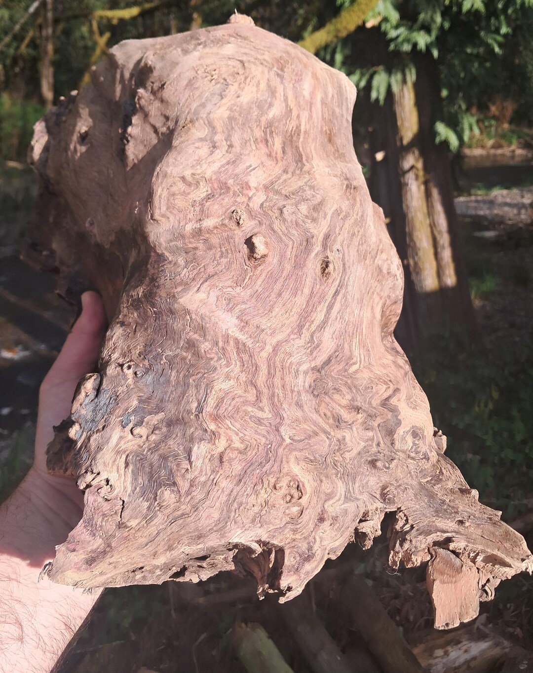 Box Elder Bogwood Burl- Well Seasoned, Mild Spalting, Beautifully ...