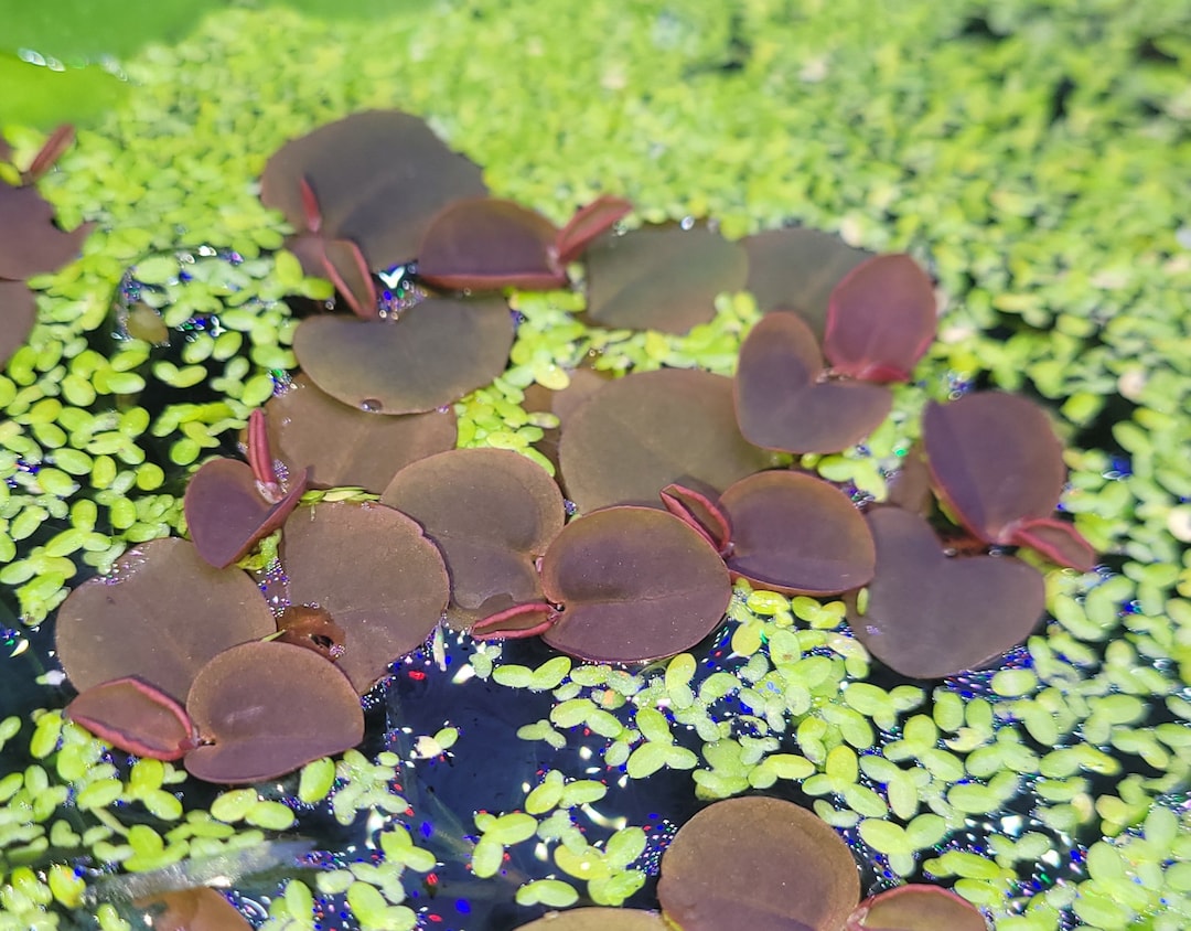 Red Root Floater- 60+ Leaves (6-10 Vines Typically), Rooted, Top ...