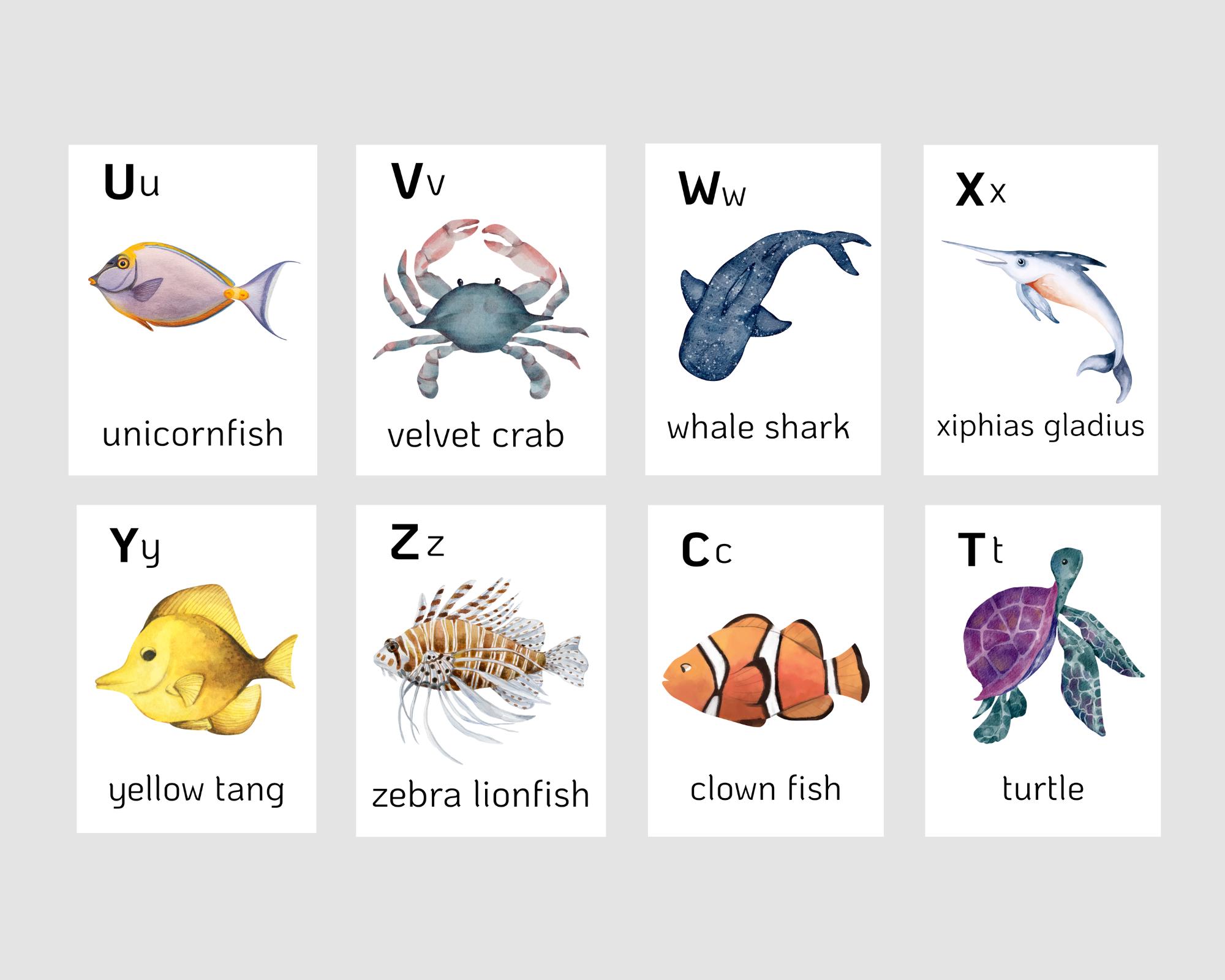 Ocean Alphabet Flashcards | Printable Learning,sea Animal ABC Cards for ...