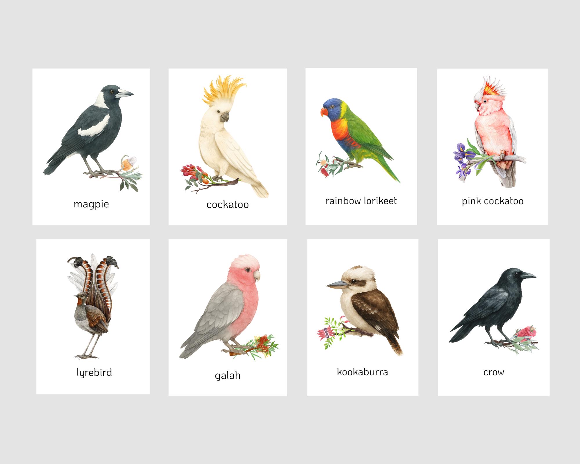 Printable Australian Animal Flashcards | 30 Unique Wildlife Learning ...