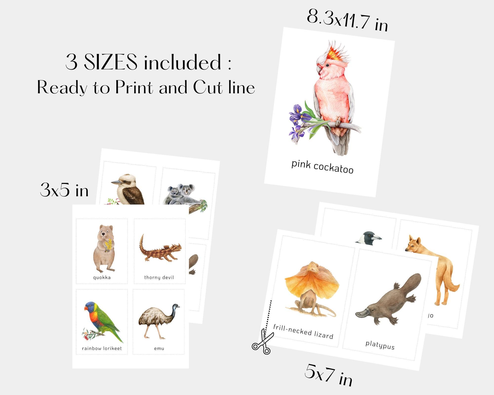 Printable Australian Animal Flashcards | 30 Unique Wildlife Learning ...