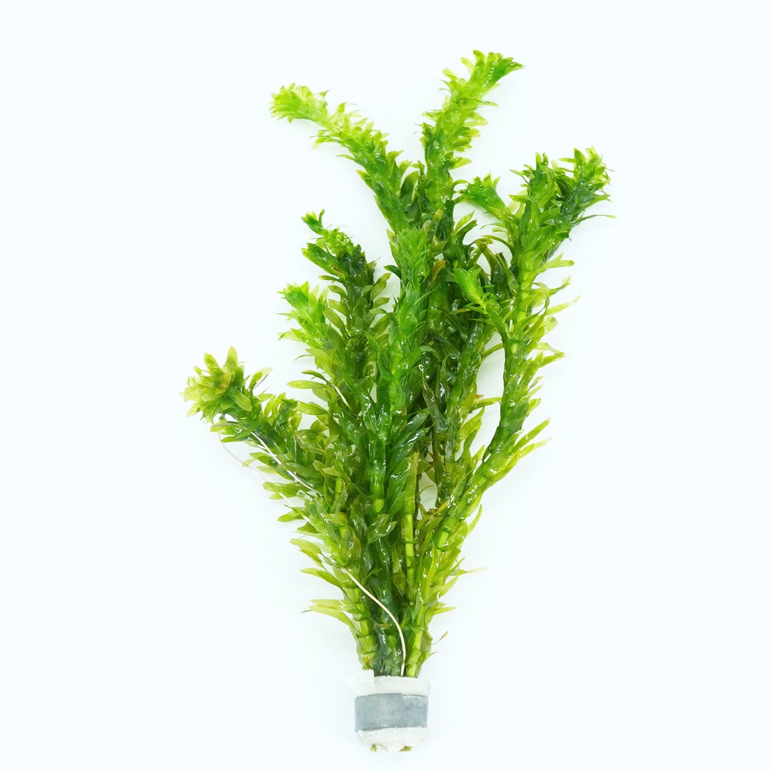 Greenpro Anacharis Elodea Densa Tropical Live Aquatic Plant Midground ...
