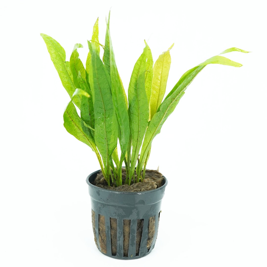 Greenpro Java Fern Hardy Leaf Microsorum Pteropus Potted Live Aquarium ...
