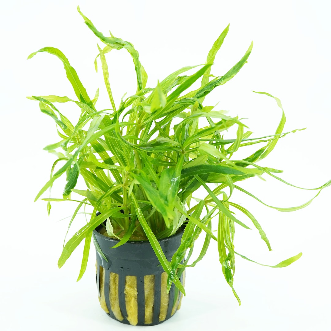 Greenpro Pogostemon Octopus Potted Live Aquarium Plant Decorations for ...