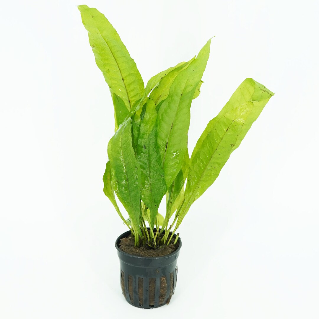 Greenpro Java Fern Microsorum Pteropus L Potted Live Aquarium Plants ...