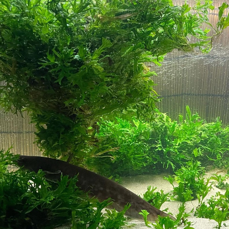 Greenpro Java Fern Windelov Microsorum Pteropus L Driftwood Live ...