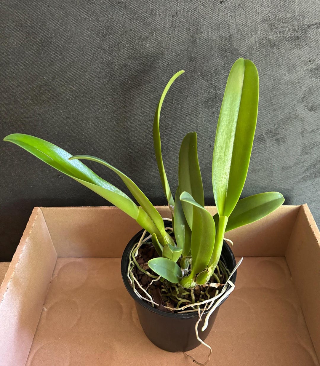 Cattleya Rlc. Wendy Tanaka ‘volcano Queen’ Live Orchid Plant 5.5” Pot ...