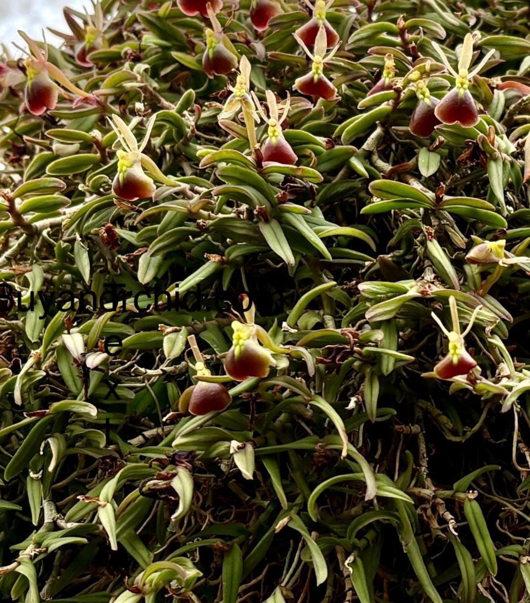 2 Orchids: 1 Epidendrum Porpax Miniature Orchid Species Blooming Size 2 ...