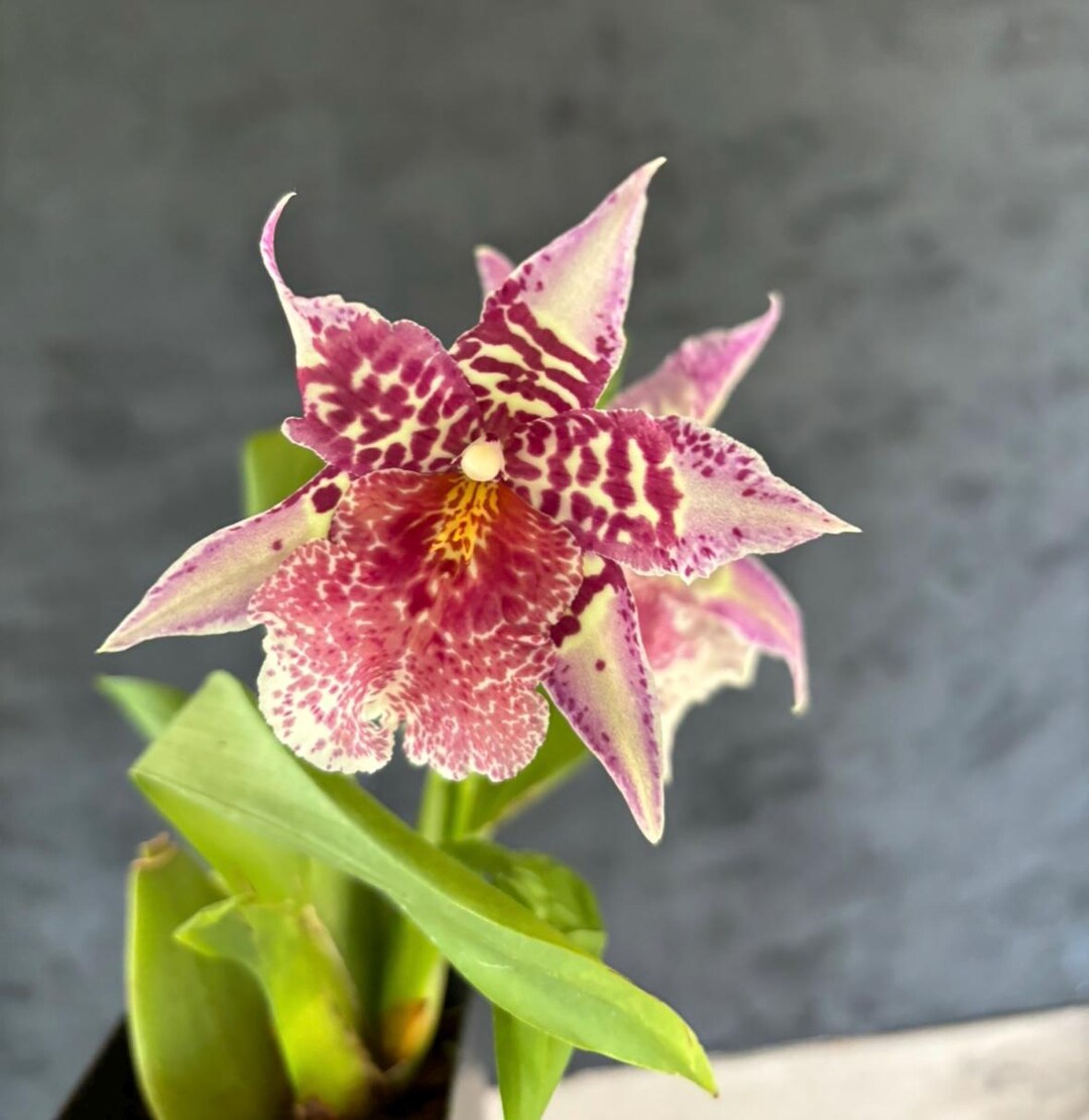 In Bloom Bllra. Big Shot 'pink Panther' Intergeneric Oncidium Live ...