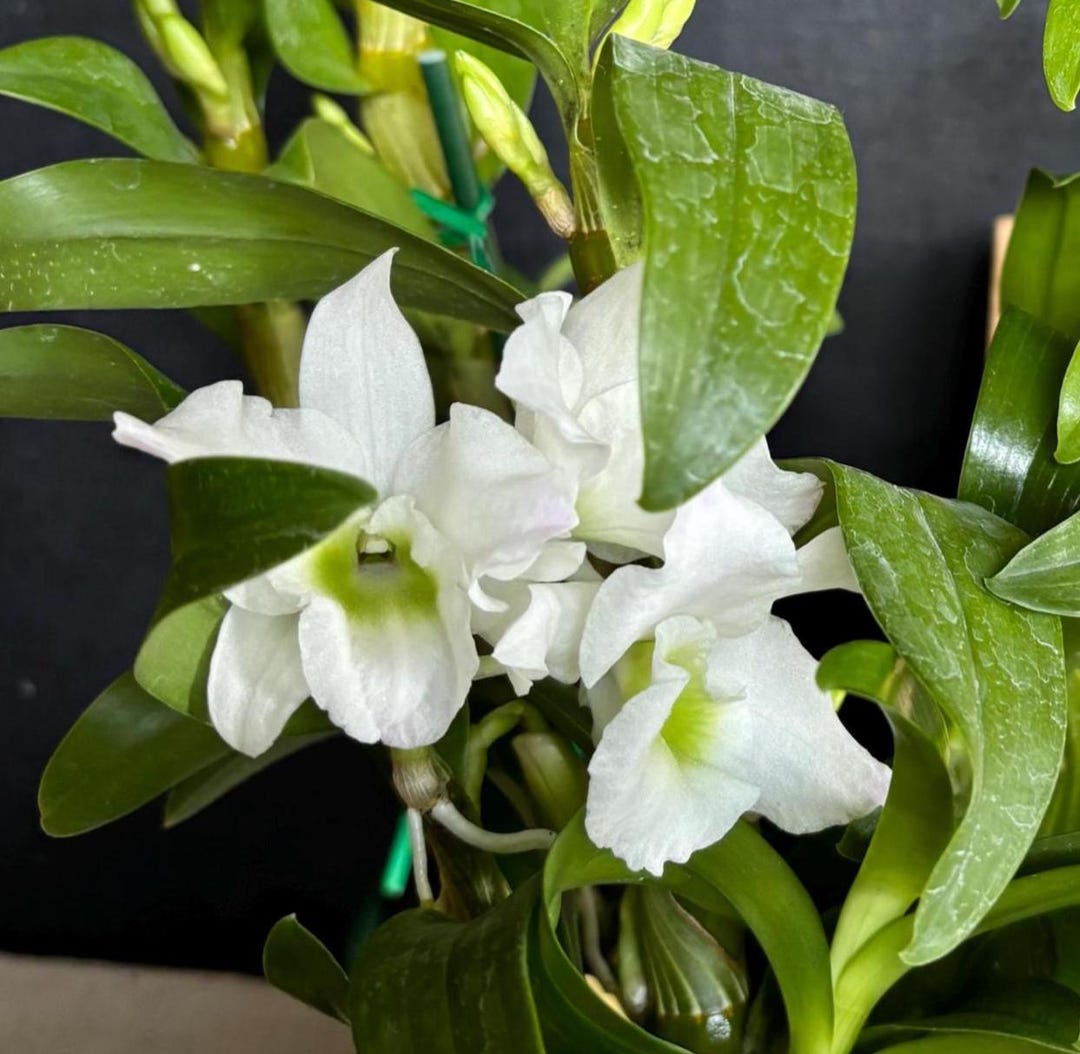 Blooming Size Nobile Dendrobium Spring Dream 'apollon' 4.5"pot Live ...