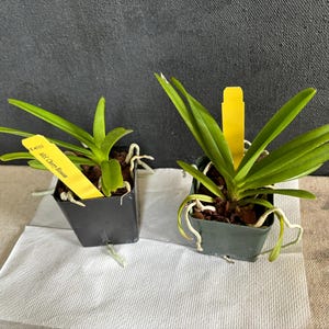 One Miniature Vanda Live Orchid Plant Ascofinetia Cherry Blossom ...