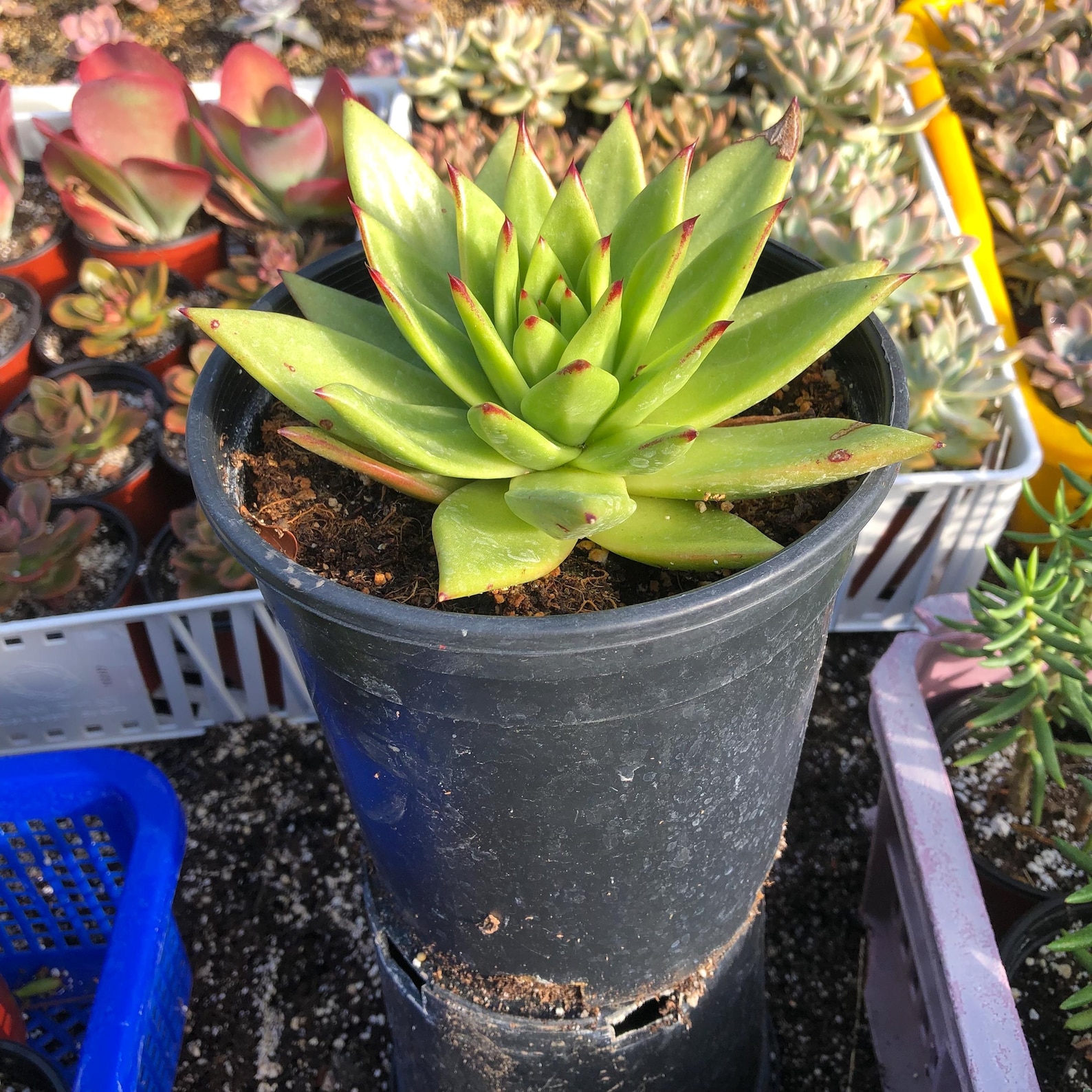 Echeveria Aqavoides Lipstick Rare Succulent Live Plant 1 Galon Pot Ship ...