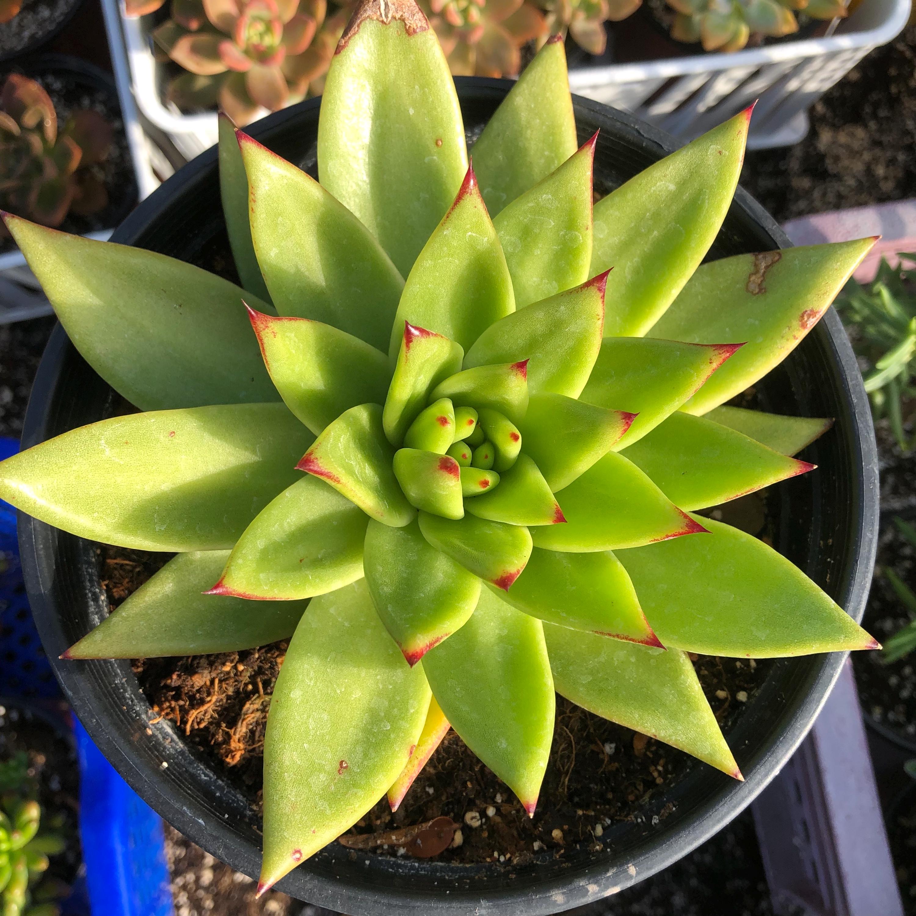 Echeveria Aqavoides Lipstick Rare Succulent Live Plant ( 1 Galon Pot ...