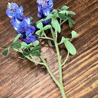 Texas Bluebonnet Stamp Sticker - Etsy