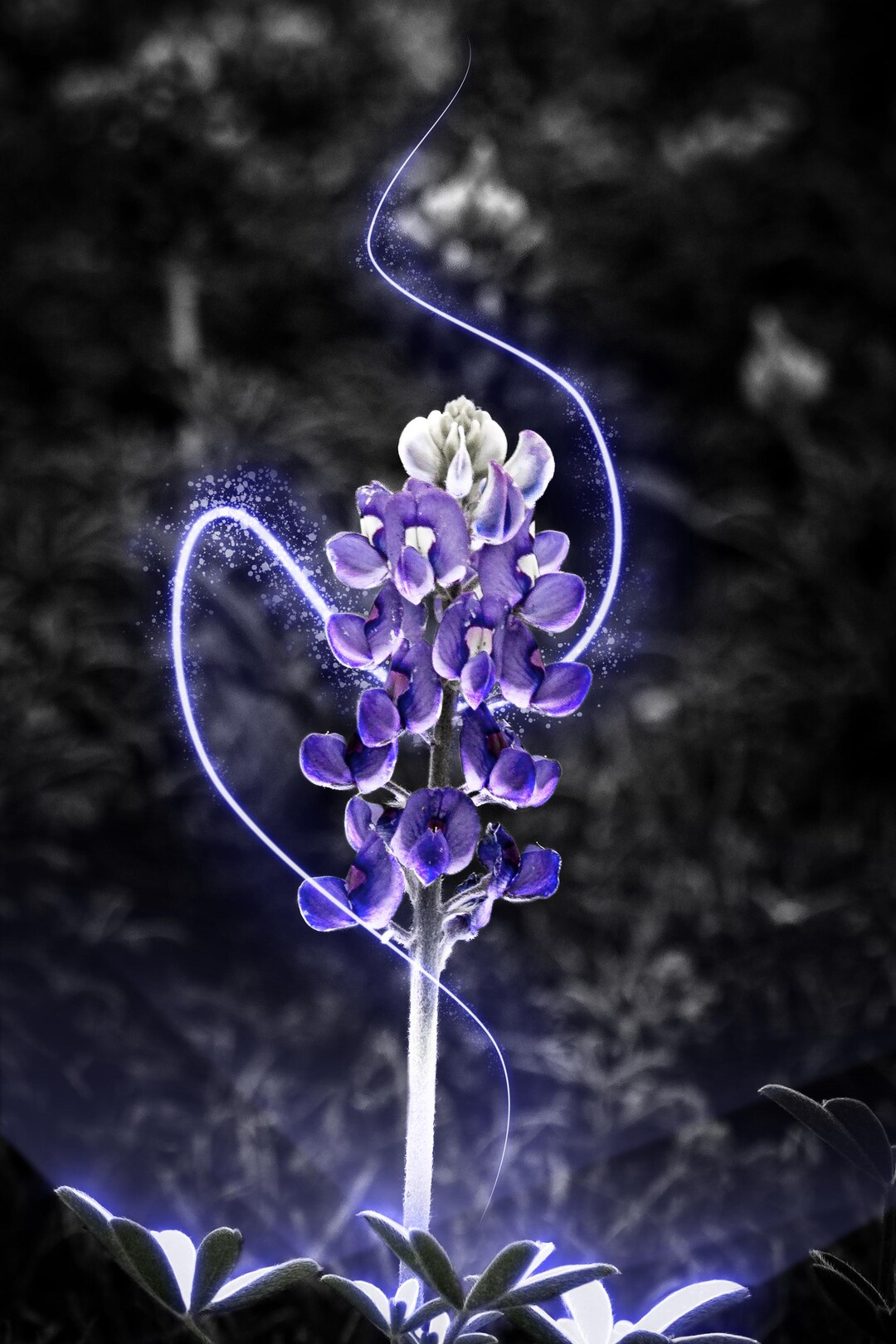 Magical Bluebonnet Digital Download - Etsy