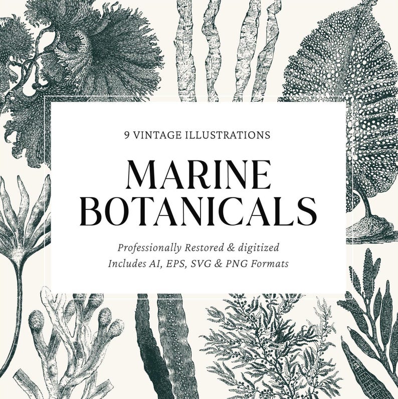 Marine Botanicals Clipart – Seaweed & Algae Vintage Illustrations ...