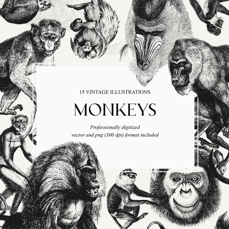 19th Century Monkeys Vector Illustration Collection - 15 Hand-drawn Pen ...