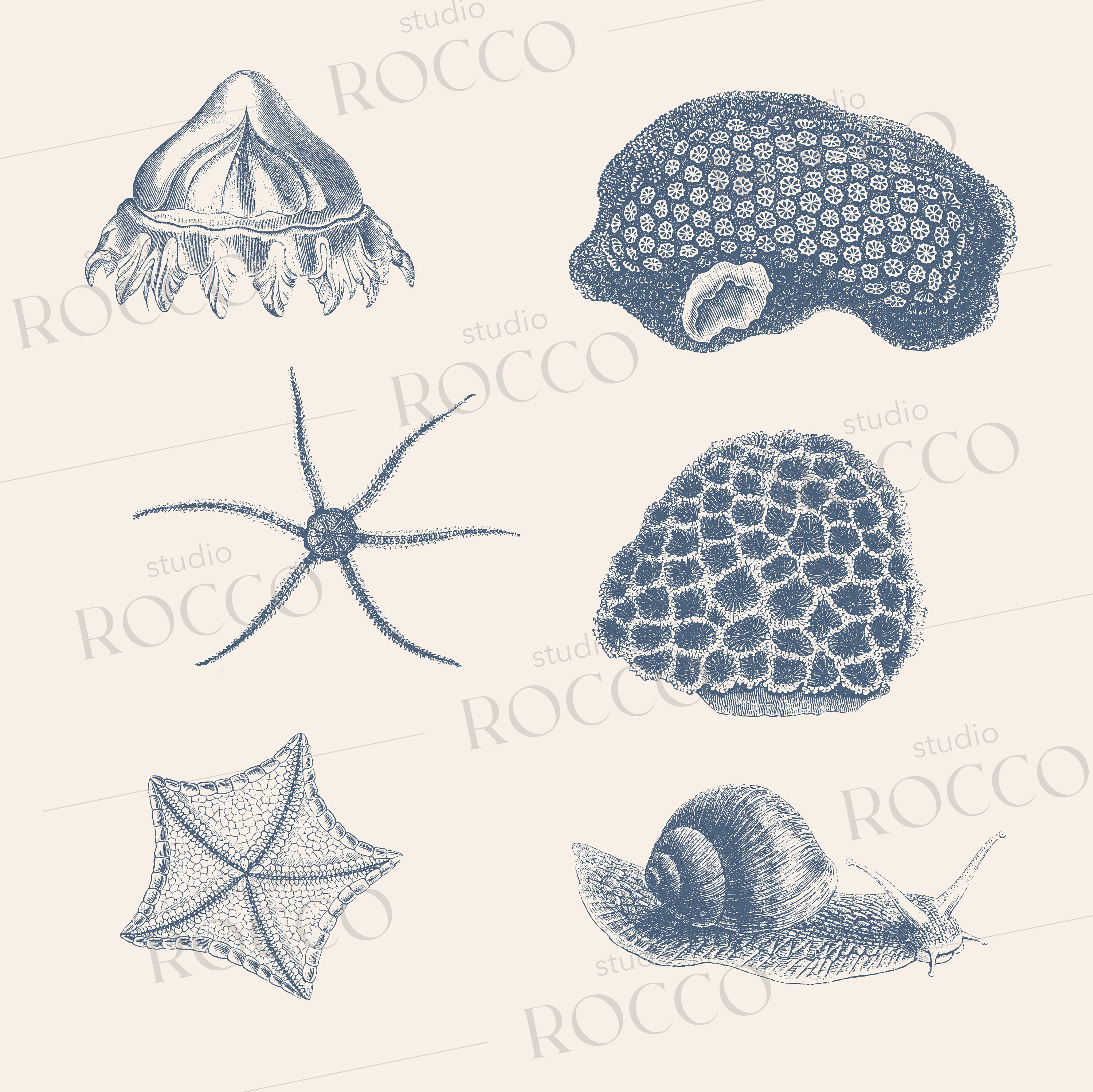 Vintage Shells and Marine Invertebrates / Vector Bundle for Crafts ...