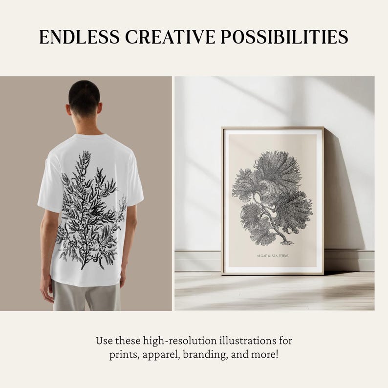 Marine Botanicals Clipart – Seaweed & Algae Vintage Illustrations ...